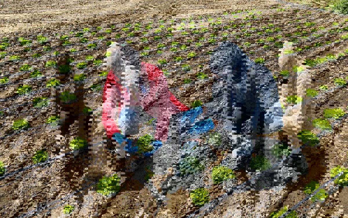 One in three produce samples in İstanbul found to violate pesticide regulations