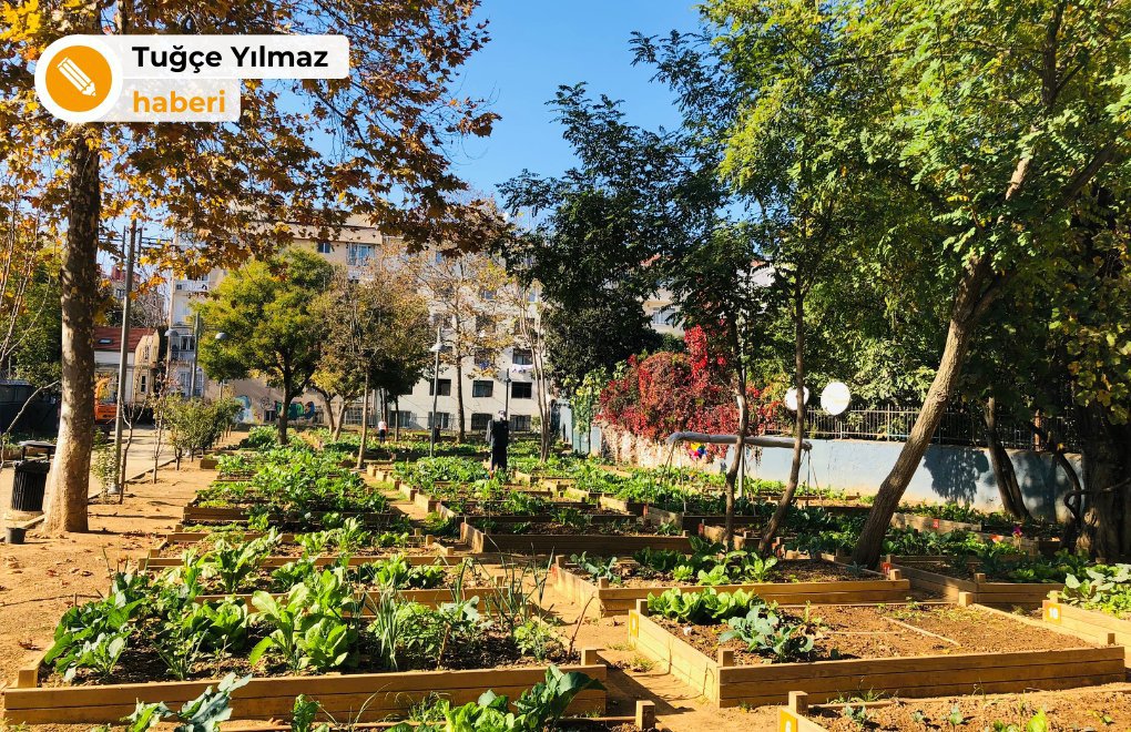 Kentin içinde tarımı öğrenmenin imkânı: Bostanlar