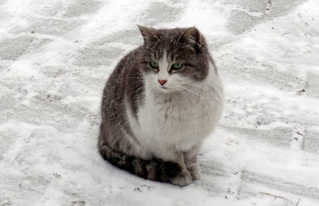 Sivas, Dersim, Malatya... Fotoğraflarla Türkiye’den kar manzaraları