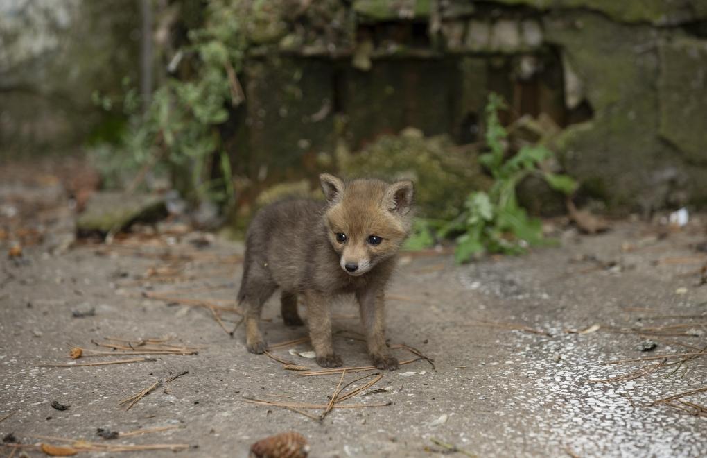 Rescued fox cub taken under protection in Dersim